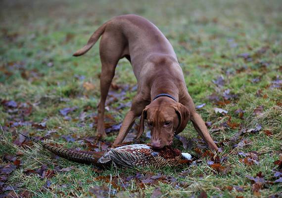 The 20 States With the Absolute Best Pheasant Hunting in 2024 - A-Z Animals