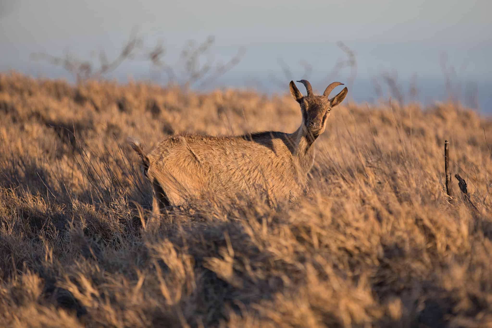 5 Reasons Hawaii Offers the Best Deer Hunting in the Country - A-Z Animals