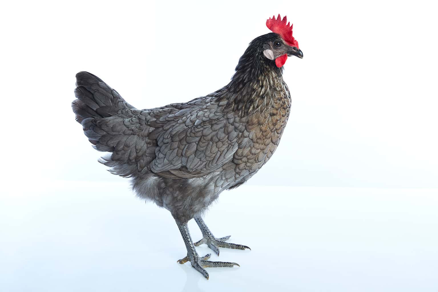 The Complete List of All 50 Official US State Birds (With Pictures ...