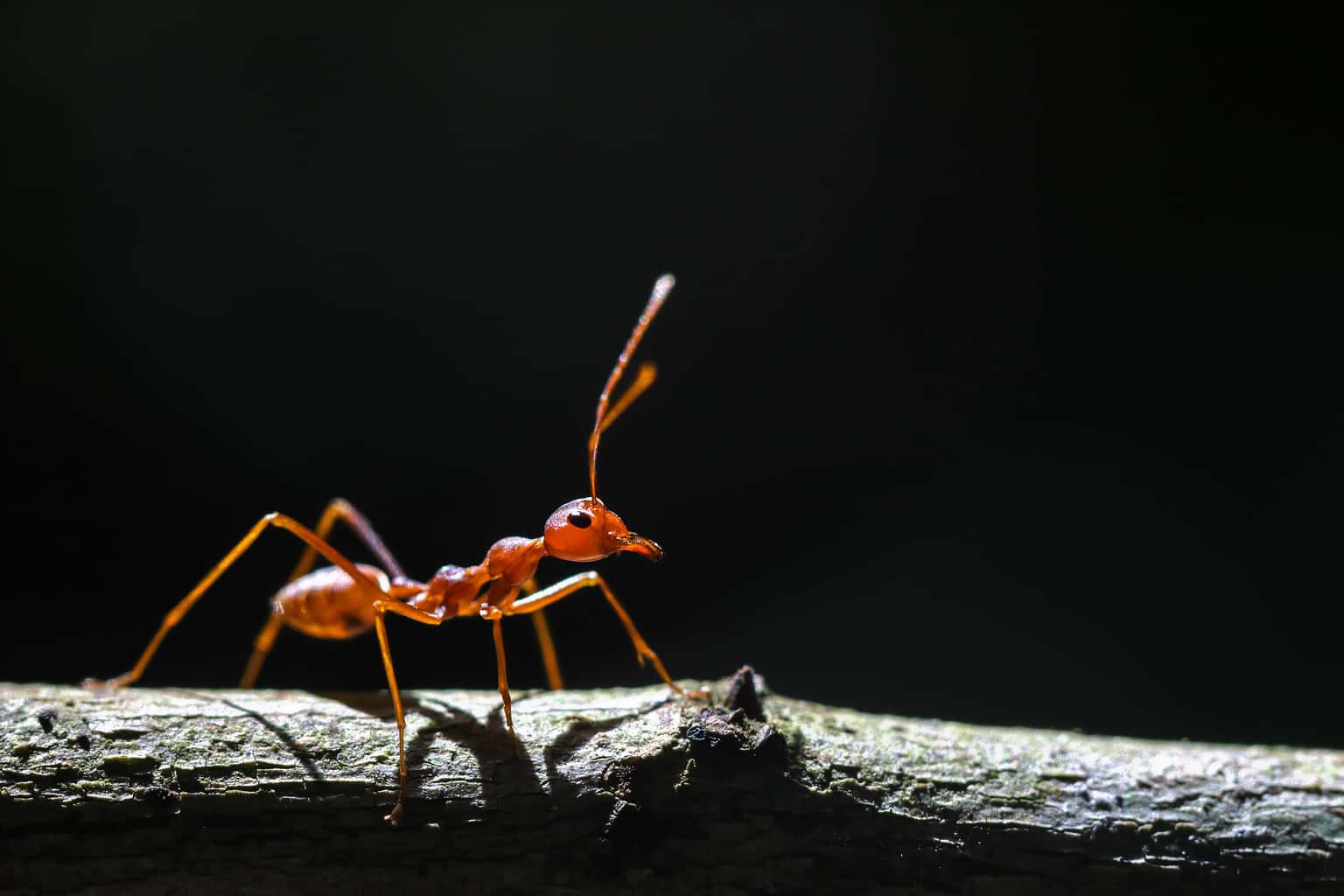 8 Real-Life Six-Legged Animals You Have to See to Believe - A-Z Animals