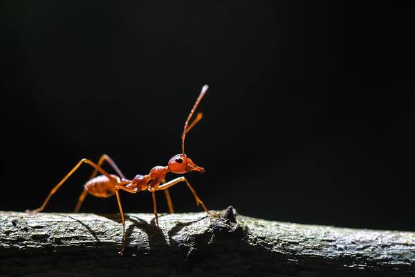 8 Real-Life Six-Legged Animals You Have to See to Believe - A-Z Animals