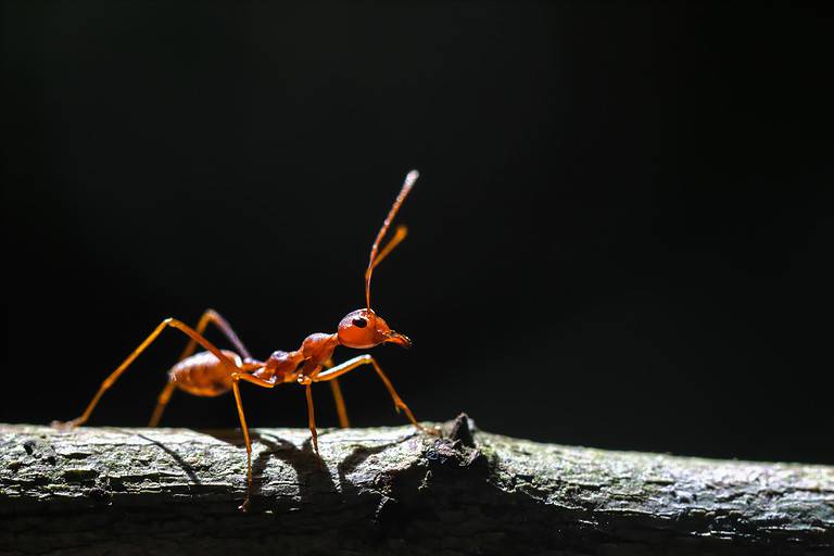 8 Real-Life Six-Legged Animals You Have to See to Believe - A-Z Animals