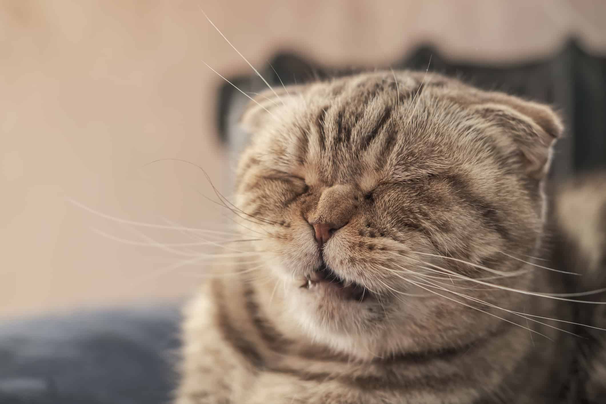 Scents Cats Can’t Stand - A-Z Animals