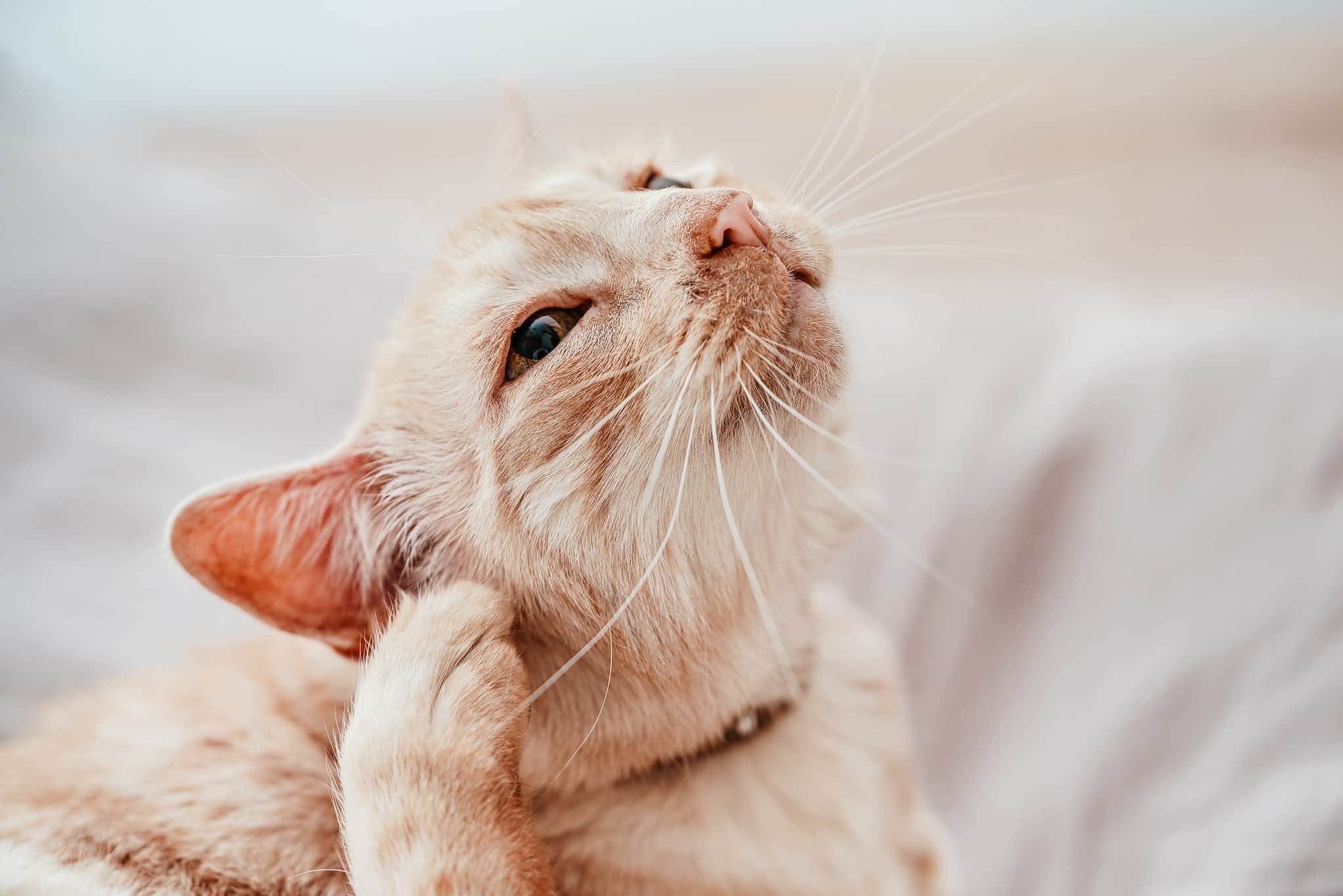 Discover Why Cats Open Their Mouth When They Smell - A-Z Animals