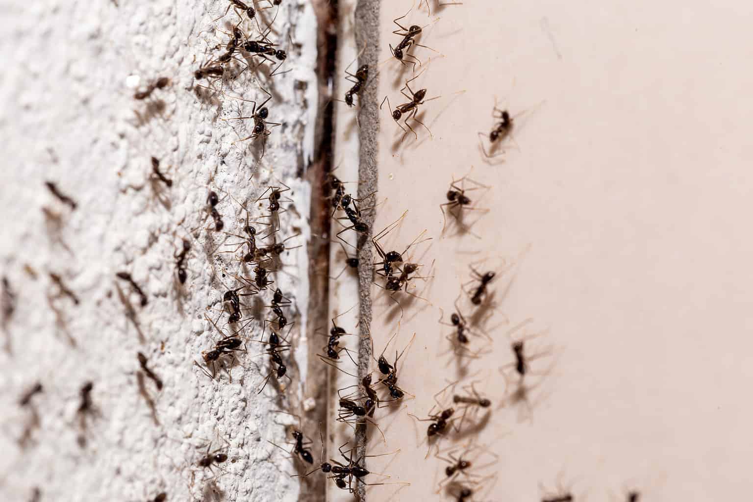 How Early Will Bugs Arrive Where You Live? Ask the Bug Barometer - A-Z ...