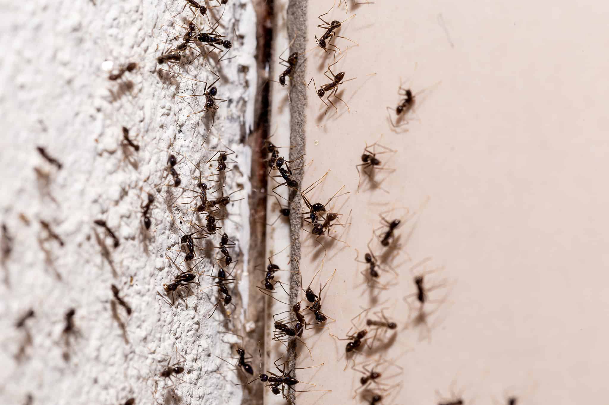 How Early Will Bugs Arrive Where You Live? Ask the Bug Barometer - A-Z ...