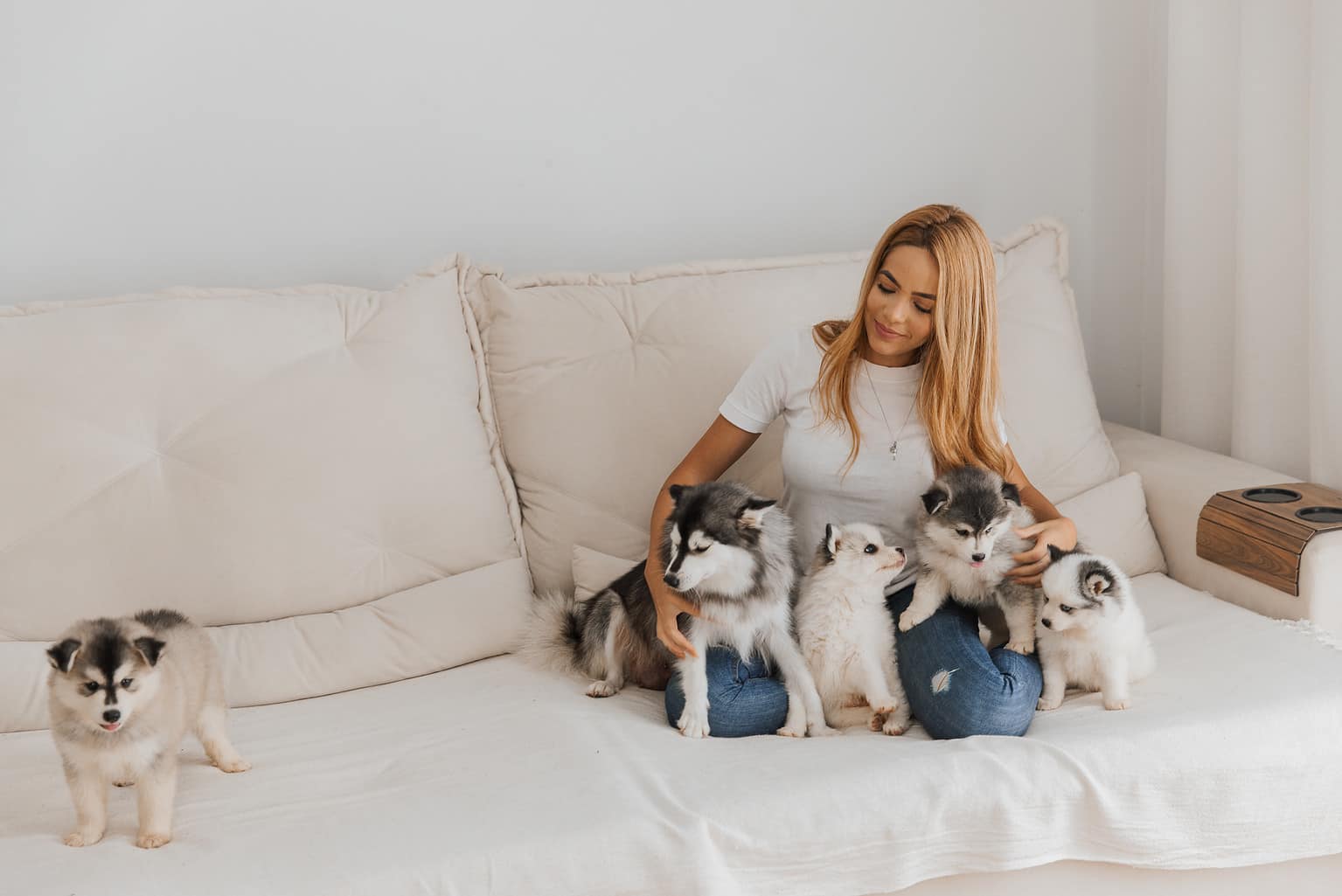 Pomsky Prices in 2024: Purchase Cost, Vet Bills, and More! - A-Z Animals