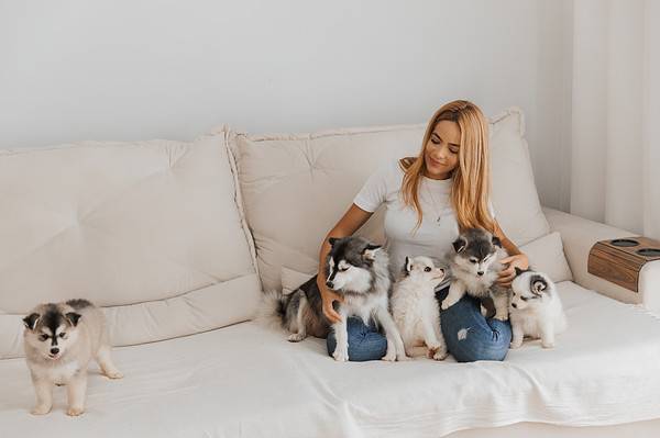 Pomsky Prices in 2024: Purchase Cost, Vet Bills, and More! - A-Z Animals