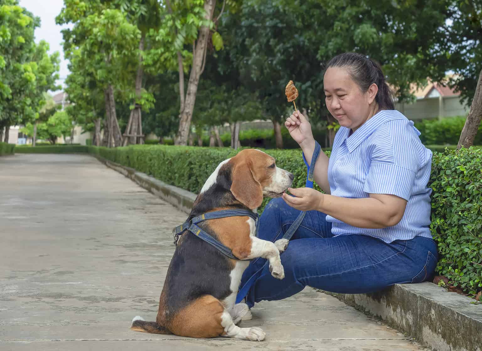 Pet Obesity: Why and How Pets Become Obese - A-Z Animals