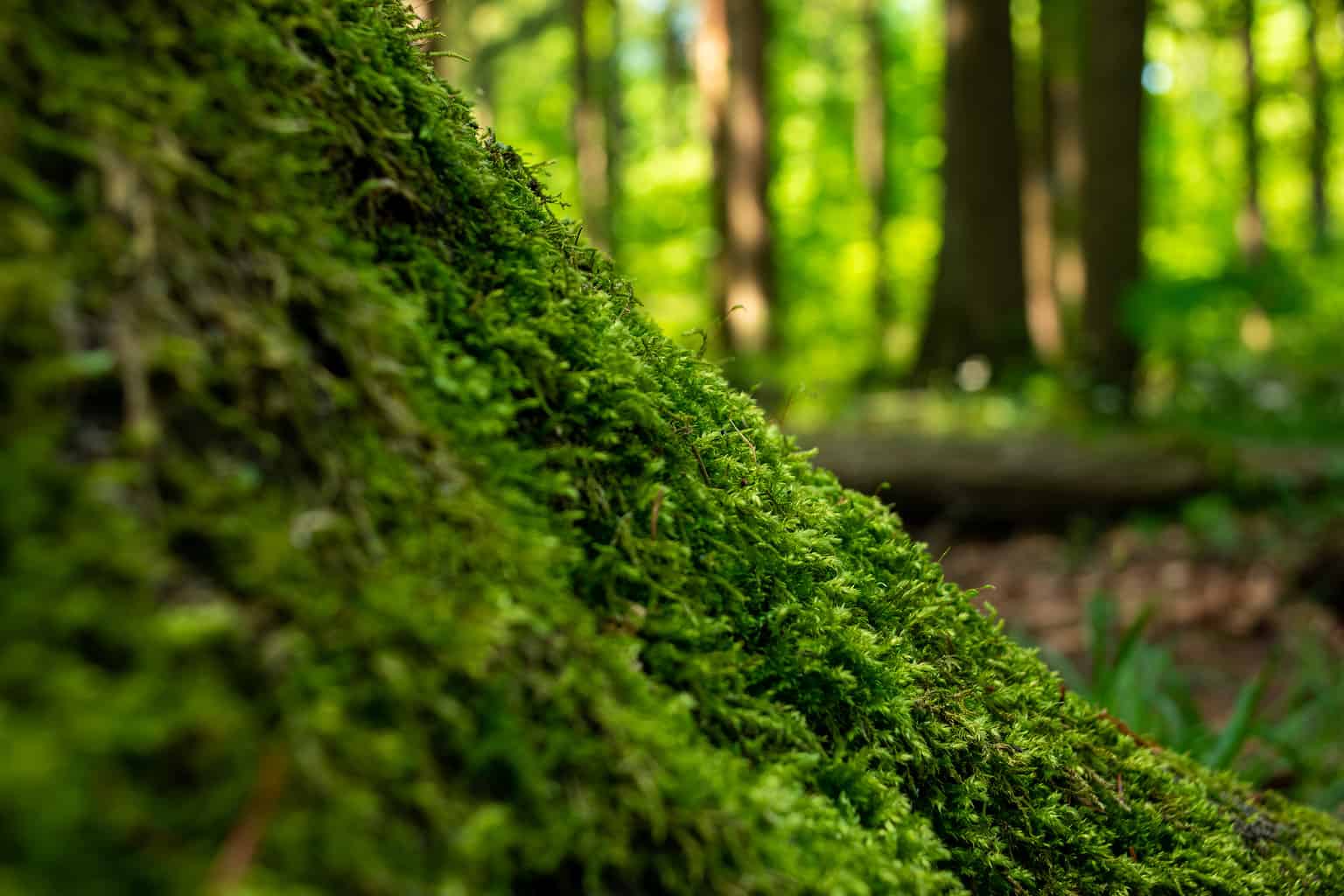 Moss vs Algae: 5 Key Differences - A-Z Animals
