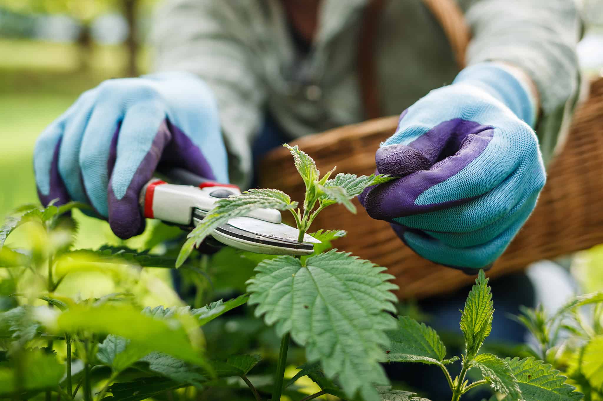 Should You Eat Stinging Nettle: Taste and Health Benefits - A-Z Animals