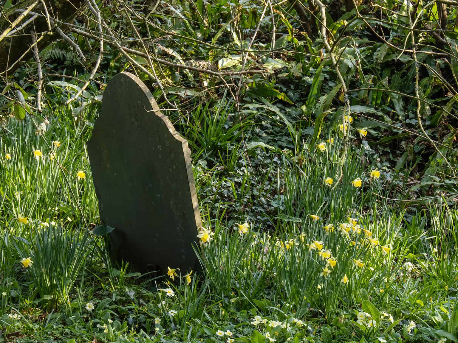 Daffodil Flowers: Meaning, Symbolism, and Proper Occasions - A-Z Animals