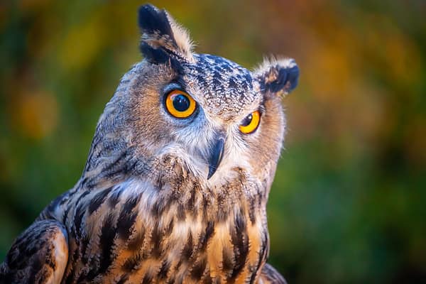 Owl vs Bat: Which Flying Creature Would Win a Fight? - A-Z Animals