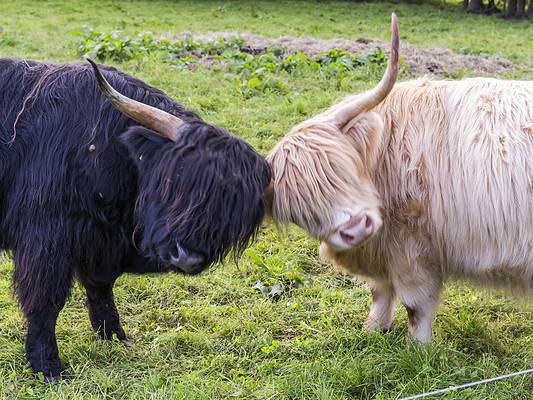 Adorable Fluffy Cows: Images, Info, and Where They Are From - A-Z Animals