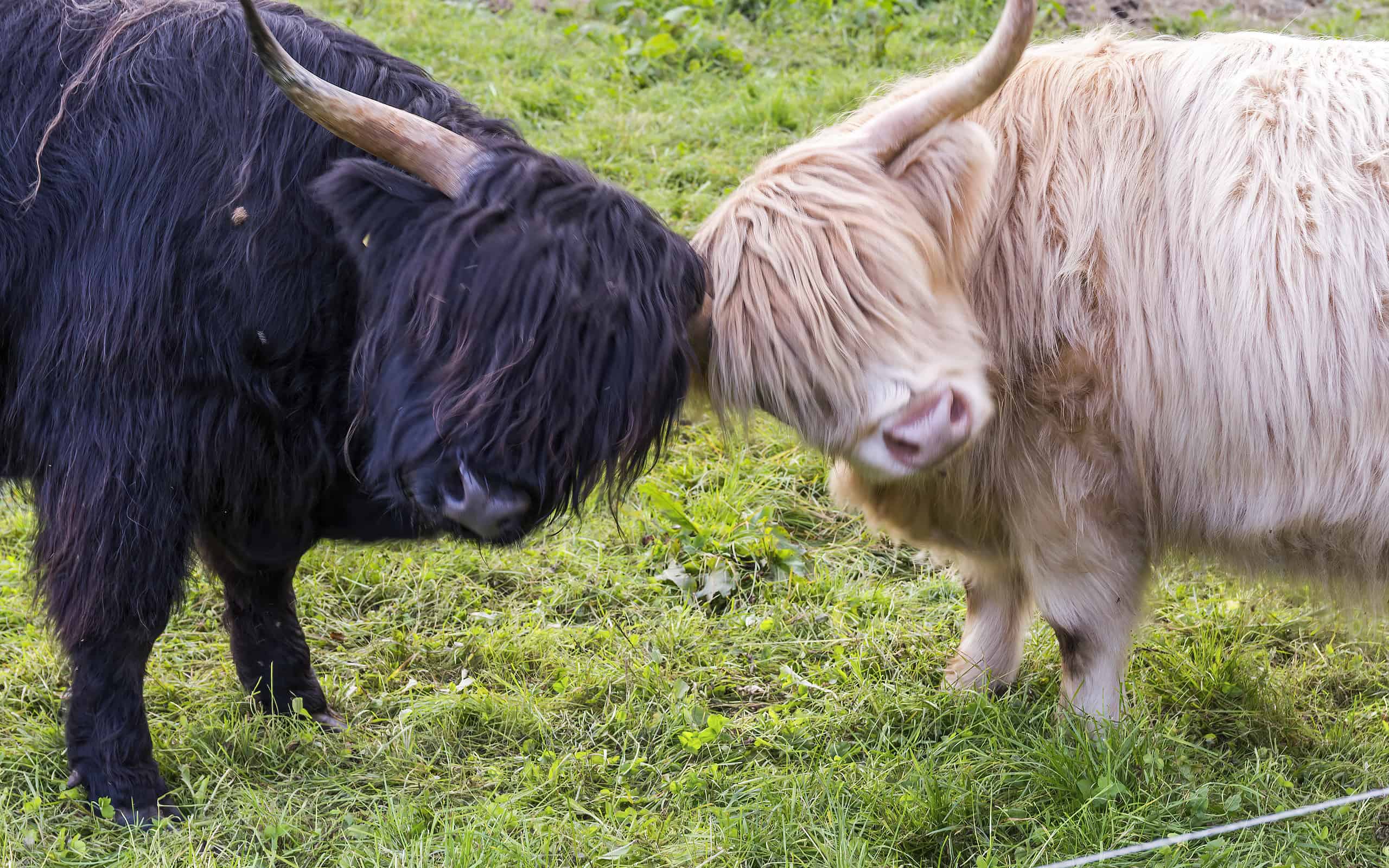 Yes, Cows Really Do Have Besties - A-Z Animals