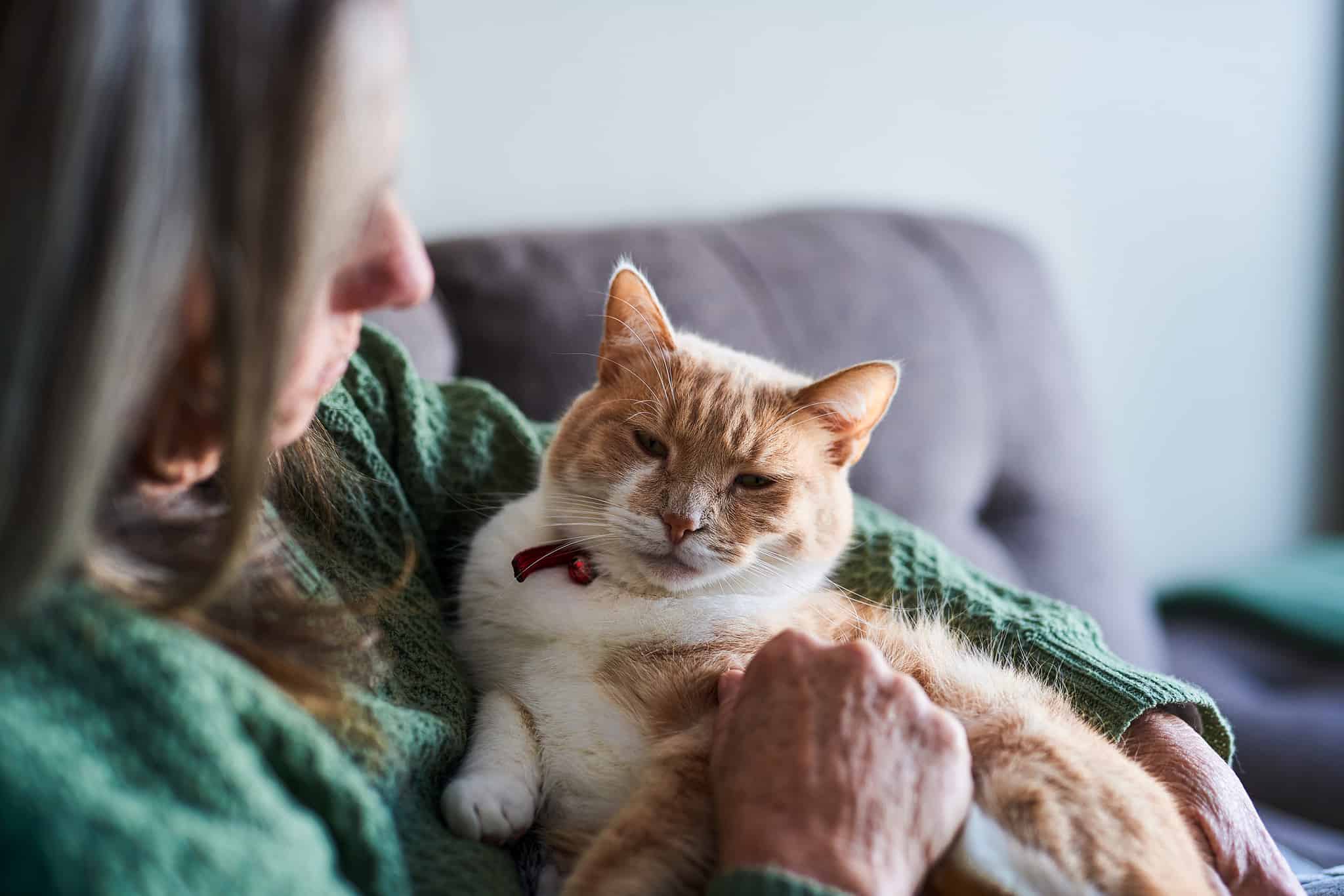 Kidney Disease in Elderly Cats: Early Signs and Treatment - A-Z Animals