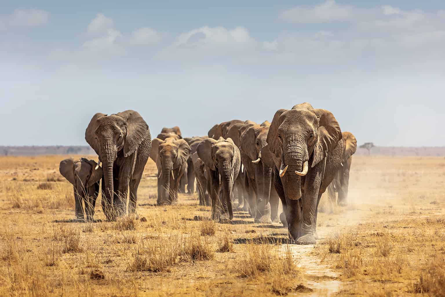 Do Elephants Truly Mourn Their Dead? Exploring Elephant Grief - A-Z Animals