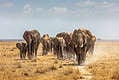 Discover the Science Behind Why There Are No Three-Legged Animals - A-Z ...