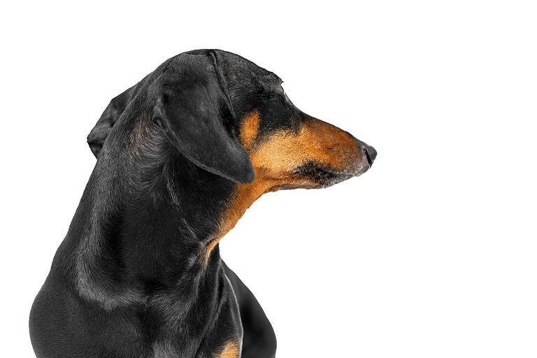 12 Signs of Stress in Dogs and How to Help - A-Z Animals