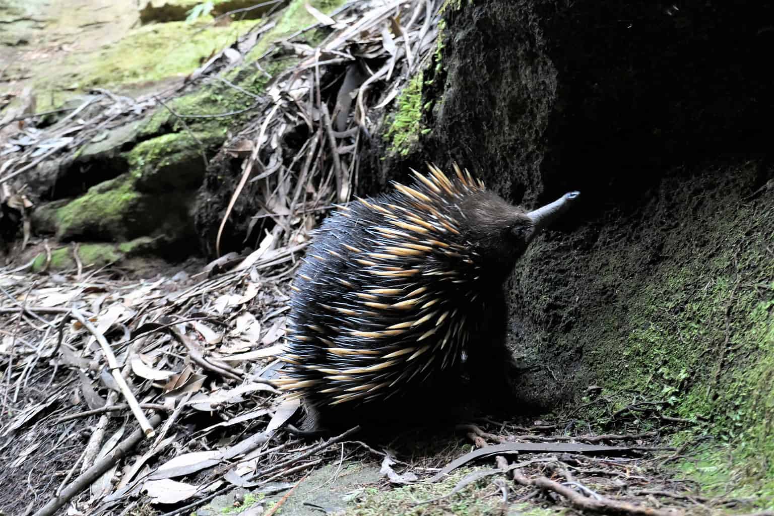 Discover 5 Mammals That Lay Eggs - A-Z Animals