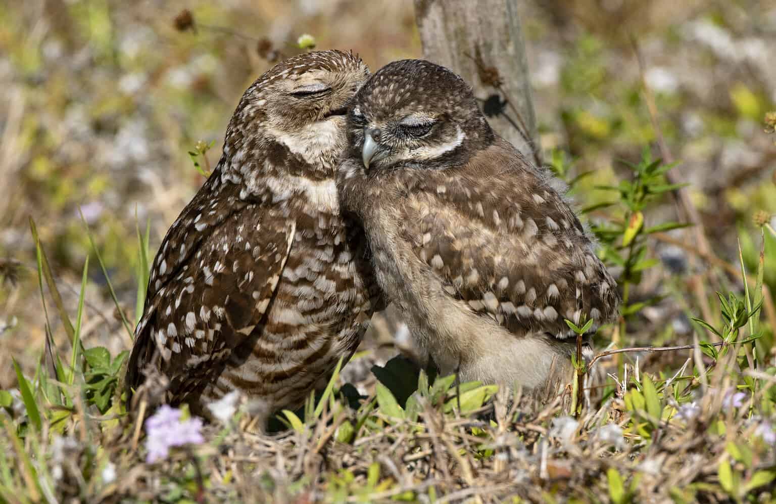 Male vs. Female Owls: 5 Key Differences - A-Z Animals