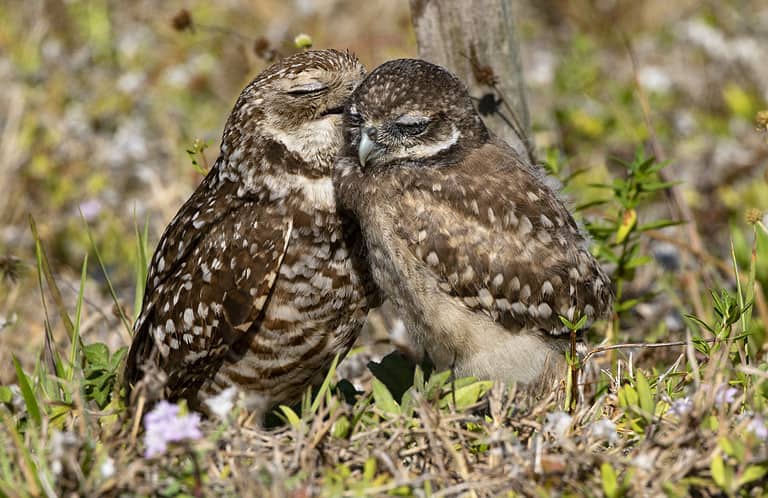 12 Owls that Live in Minnesota (and Where You're Likely to See Them ...