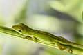 Why Some Lizards Grow Two Tails—And What It Reveals About Regeneration ...