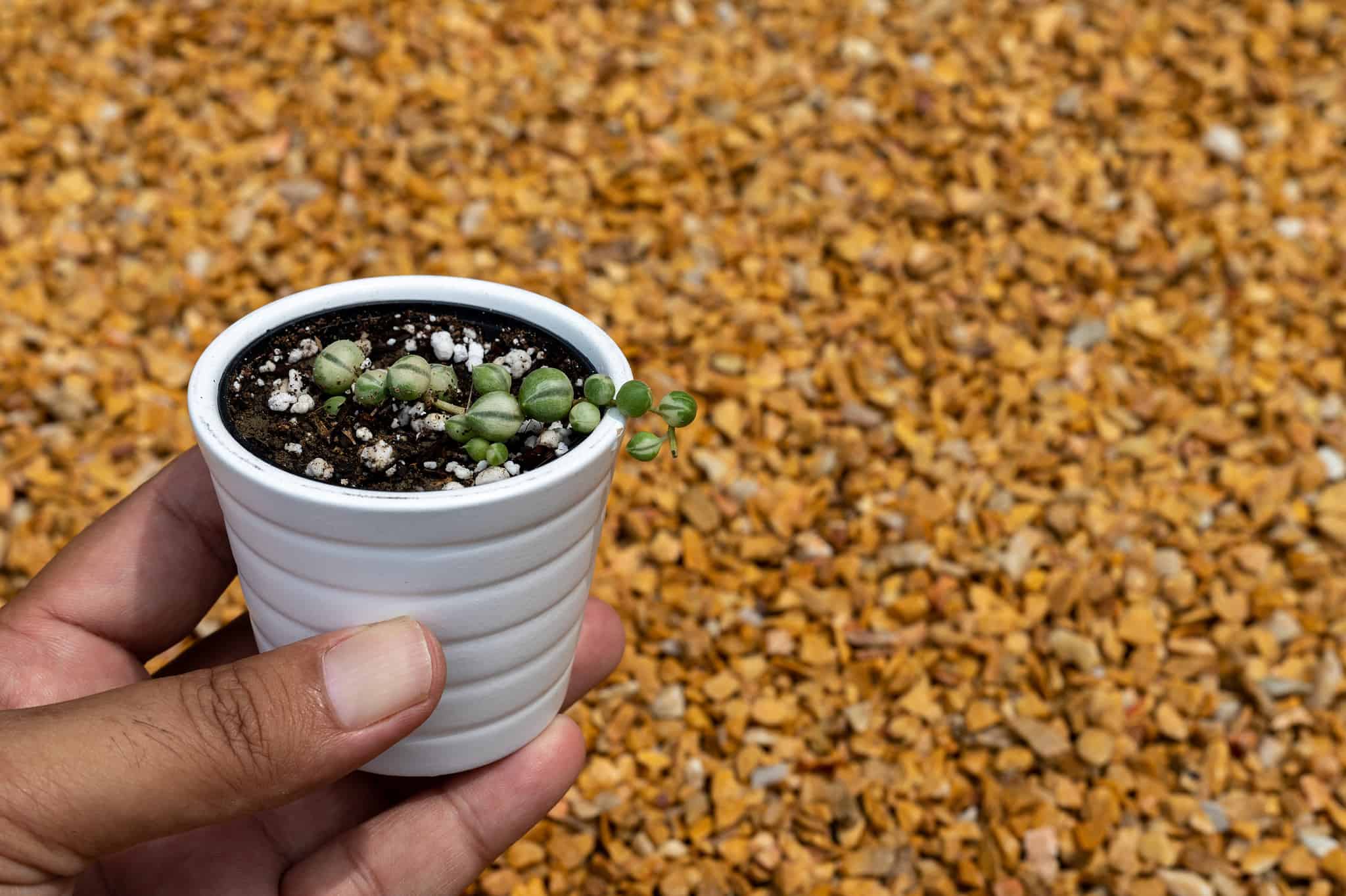 How Often Do You Water a String of Pearls Plant? 8 Critical Tips for a ...