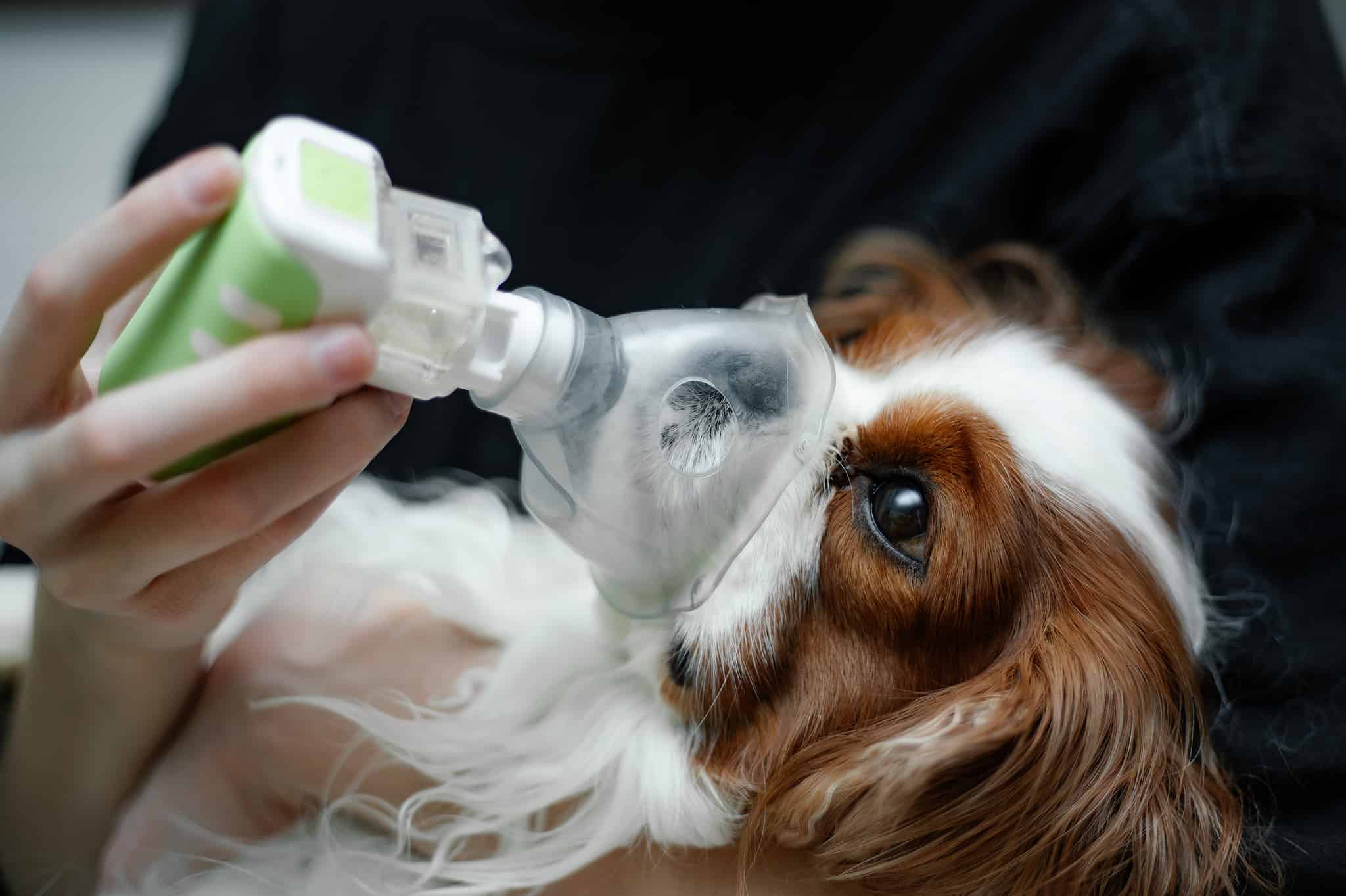 11 Common Health Problems Seen in Cavalier King Charles Spaniels - A-Z ...