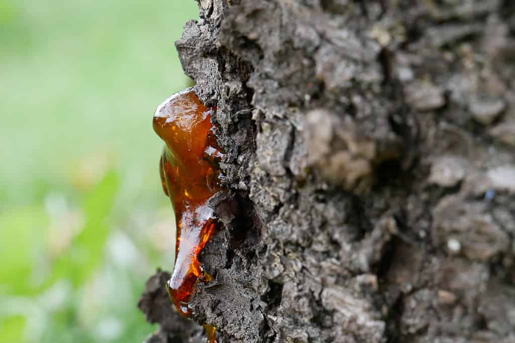 Discover 4 Things Ruby-Throated Hummingbirds Eat - A-Z Animals