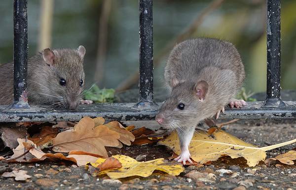 How To Get Rid of Rats in Walls and Ceilings - A-Z Animals