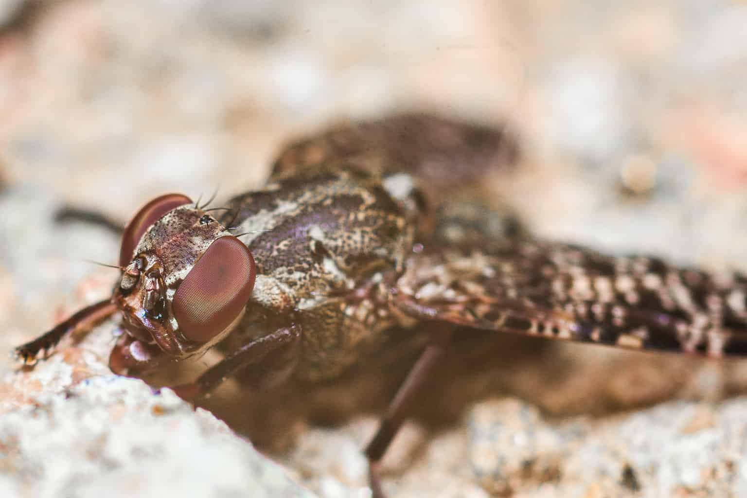 Discover the 13 Most Dangerous Animals Found in Africa - A-Z Animals