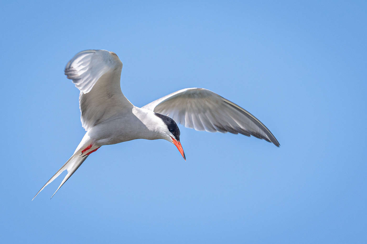 Birds with Red Beaks: 20 Species with This Unique Marking - A-Z Animals