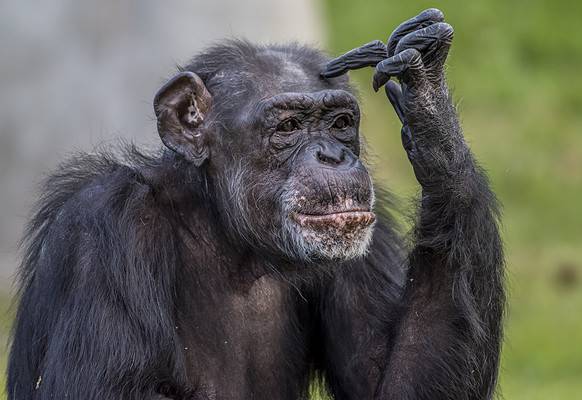 The 10 Most Forgetful Animals With the Worst Memory - A-Z Animals