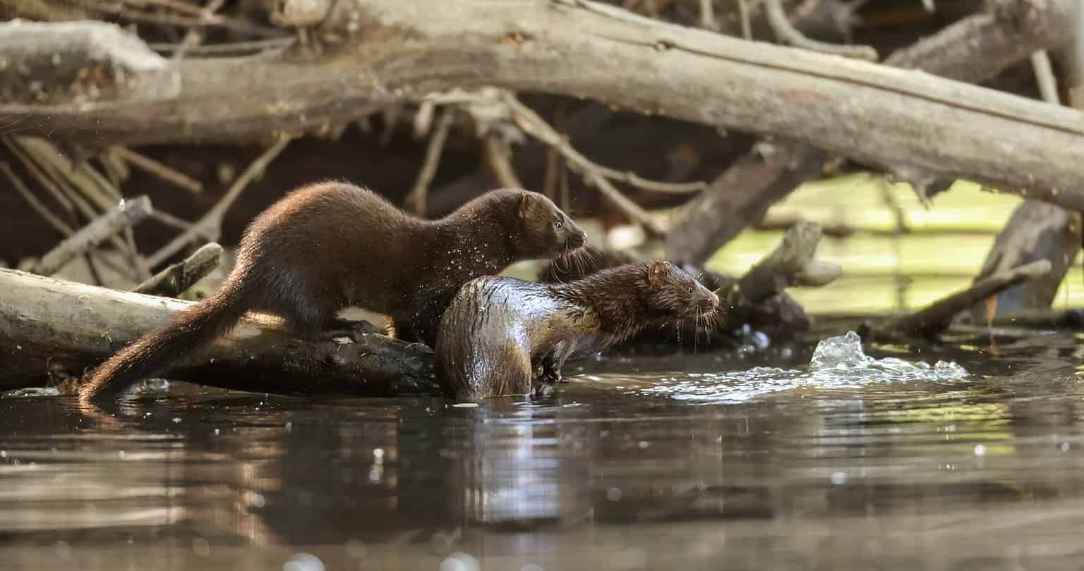 Baby Mink: 10 Adorable Pictures and 9 Incredible Facts - A-Z Animals