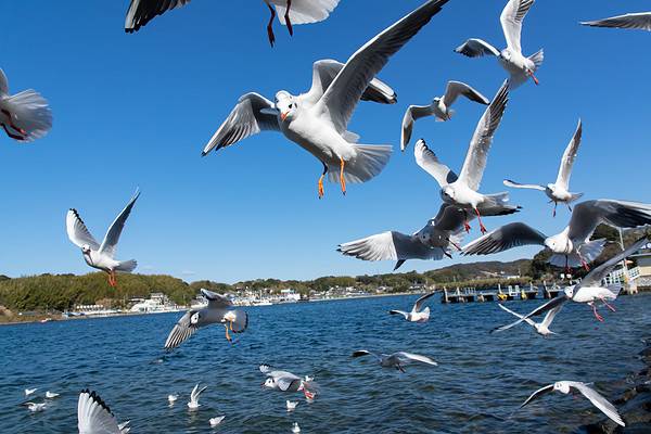 What Do Seagulls Eat? 25+ Foods That Seagulls Love - A-Z Animals