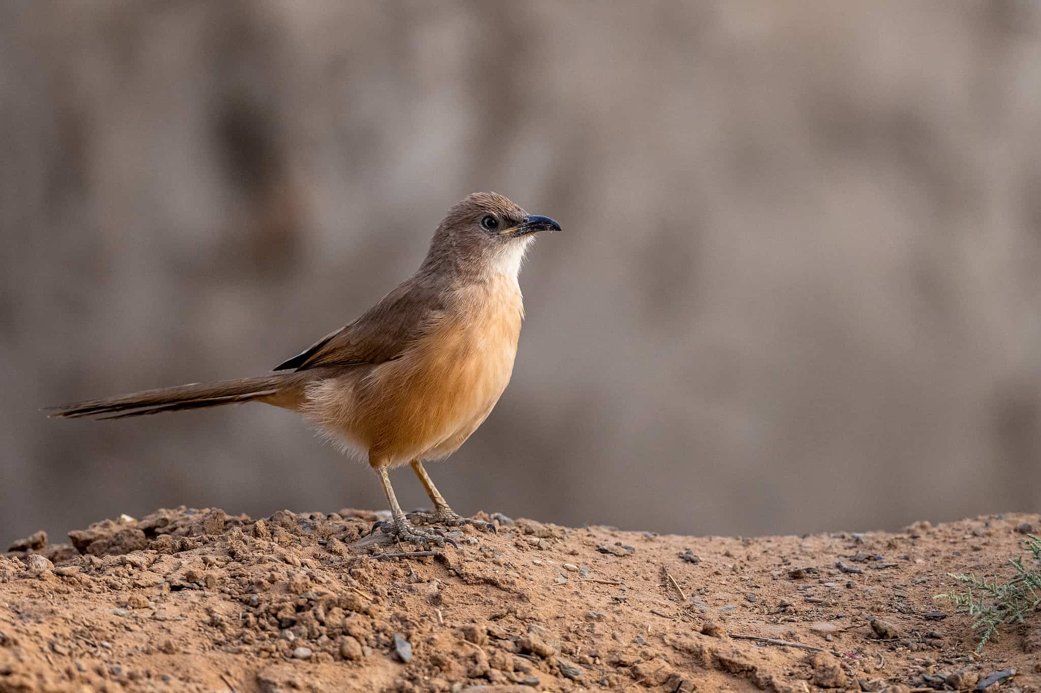 8 Amazing Birds That Call the Sahara Desert Their Home - A-Z Animals