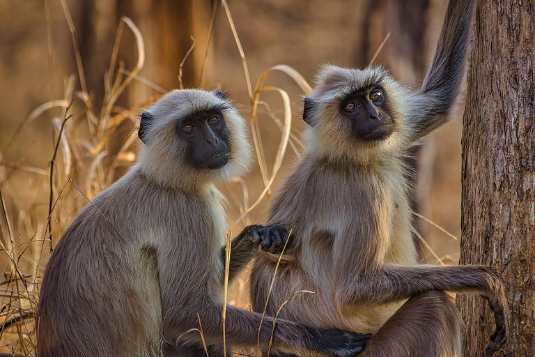 All About Monkeys: A Unit Plan for Kids! - A-Z Animals