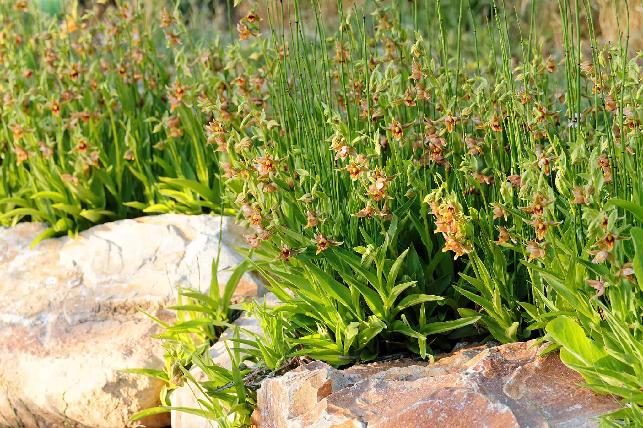 28 Beautiful Wildflowers You'll Find in the Pacific Northwest - A-Z Animals