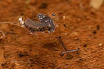 Baby Mosquito: 5 Pictures and How to Get Rid of Them - A-Z Animals