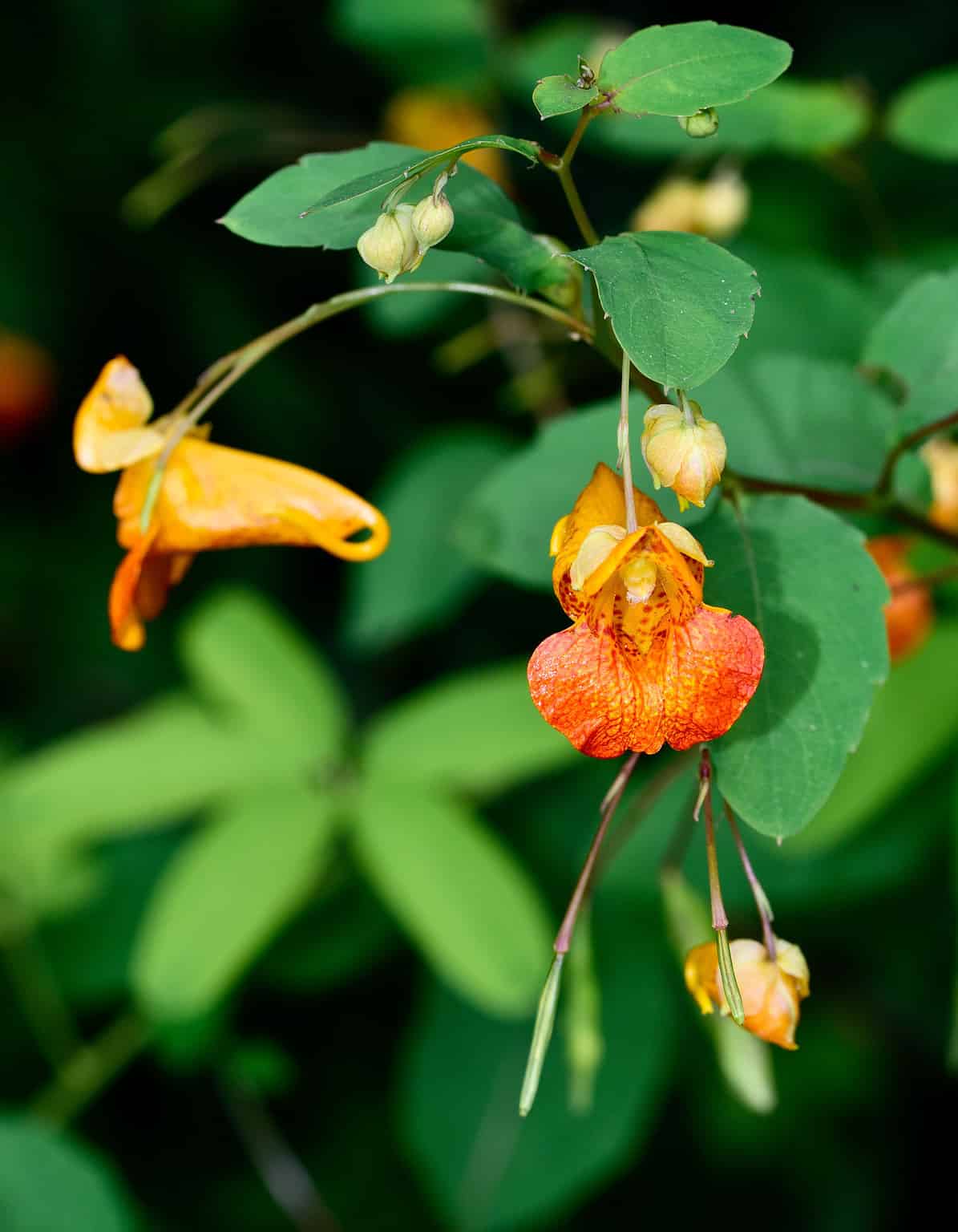 25 Beautiful Types of Orange Wildflowers - A-Z Animals
