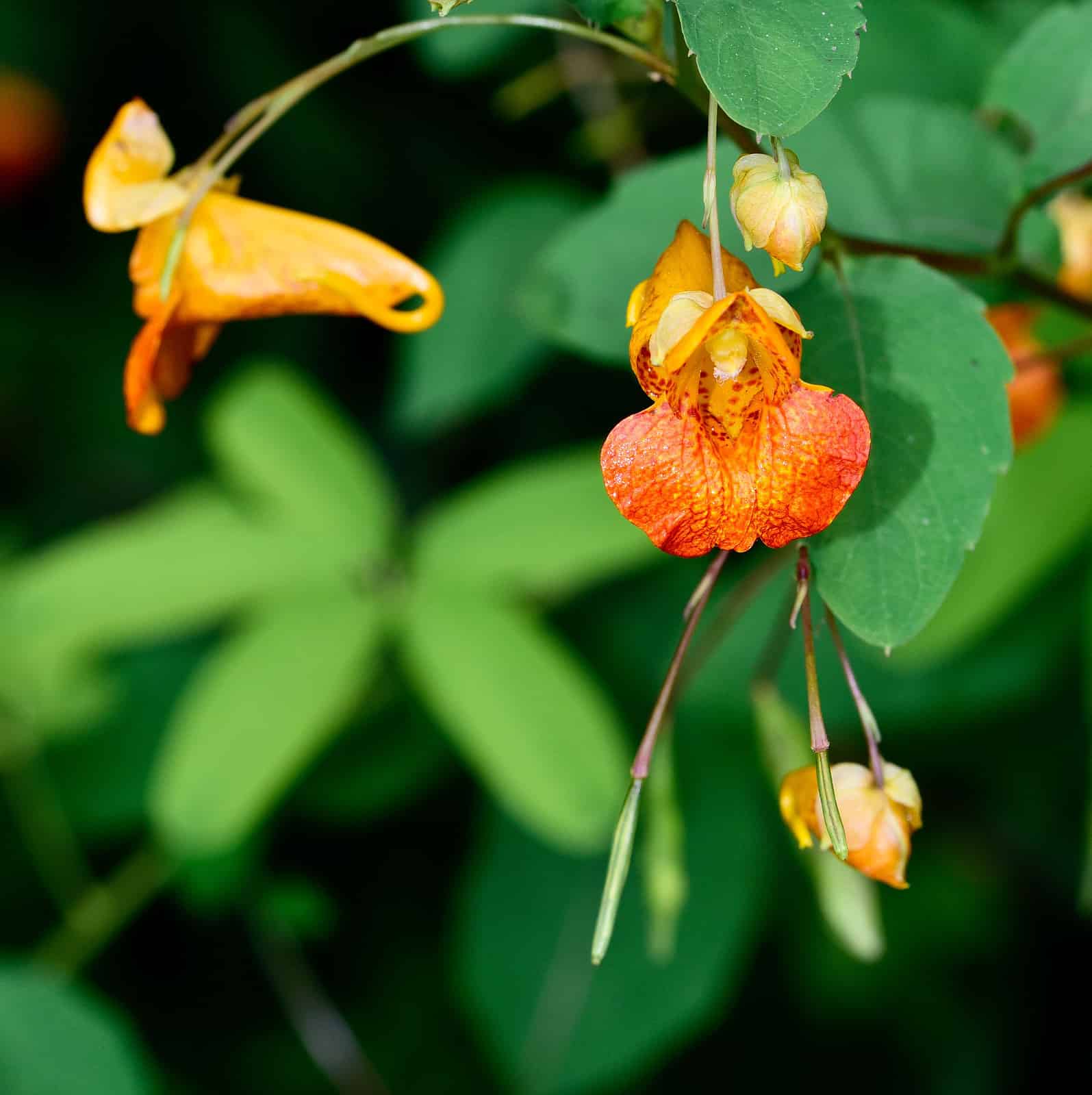 25 Beautiful Types of Orange Wildflowers - A-Z Animals