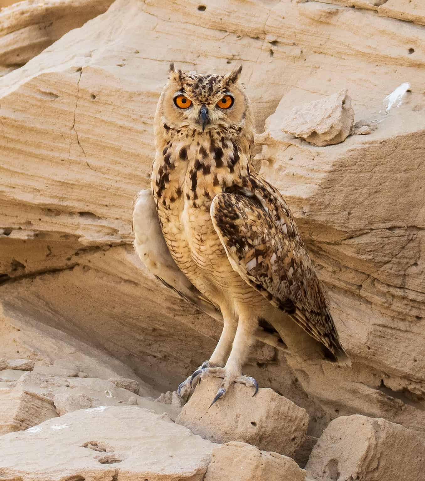 8 Amazing Birds That Call the Sahara Desert Their Home - A-Z Animals