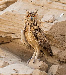 Owl vs Bat: Which Flying Creature Would Win a Fight? - A-Z Animals