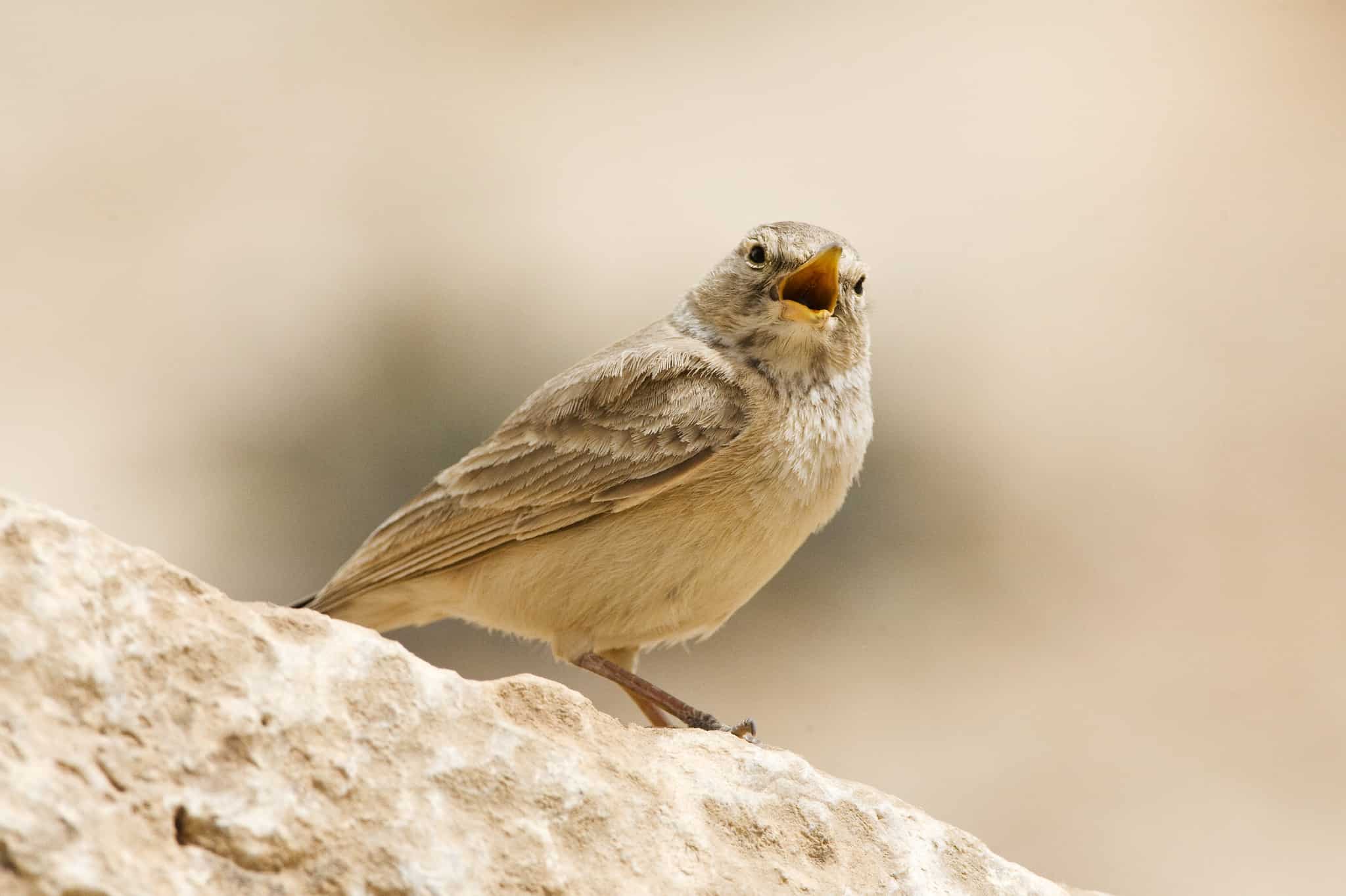 8 Amazing Birds That Call the Sahara Desert Their Home - A-Z Animals