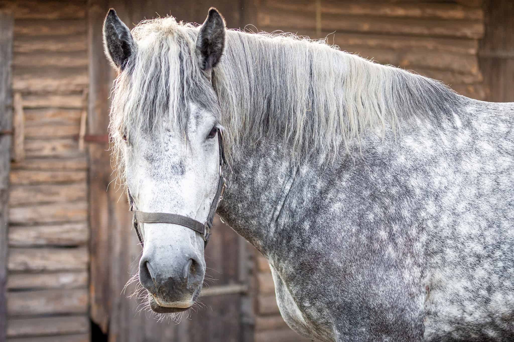 Percheron Horse Prices in 2024: Purchase Cost, Monthly Board, Food ...