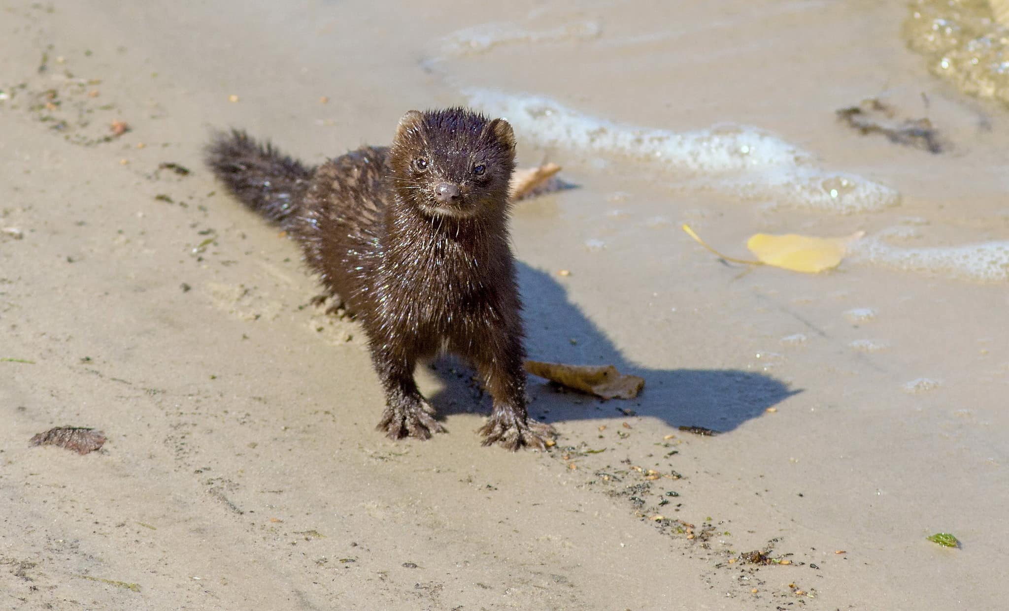 Baby Mink: 10 Adorable Pictures and 9 Incredible Facts - A-Z Animals