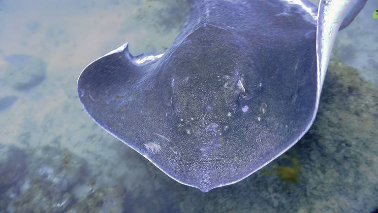 What Do Stingrays Eat: Diet and Hunting Strategies of 4 Amazing Species ...