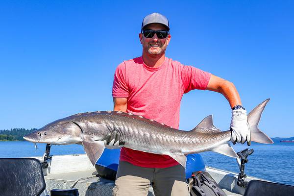 Discover the 8 Largest Sturgeon Ever Caught - A-Z Animals