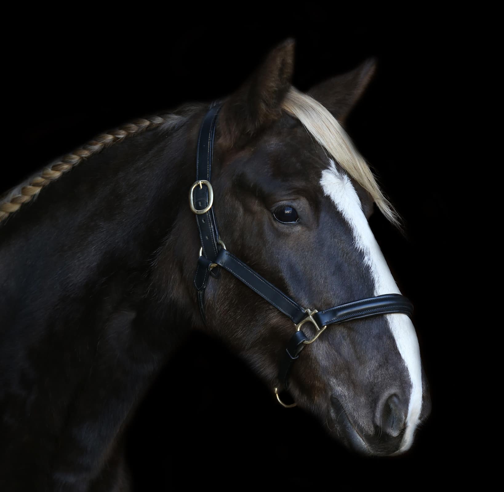 Horse Colors: The Complete List From Rarest to Most Common